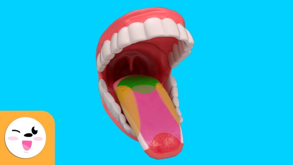 Descubra Quais São os Cinco Tipos de Gostos Primários - Muito Curioso