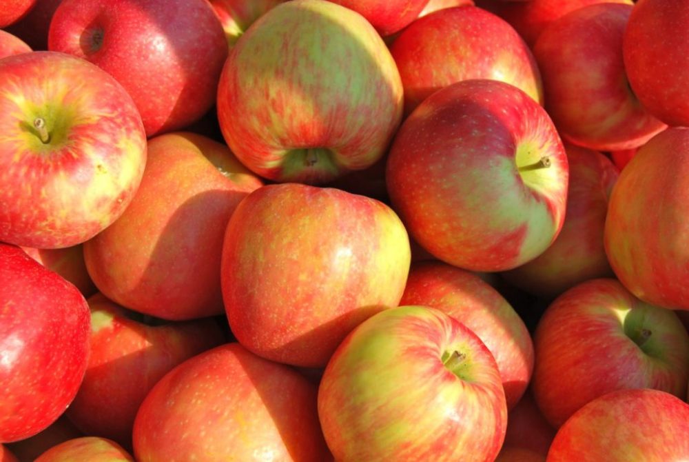 A Riqueza e os Benefícios das Maçãs: Variedades e seus Usos Culinários