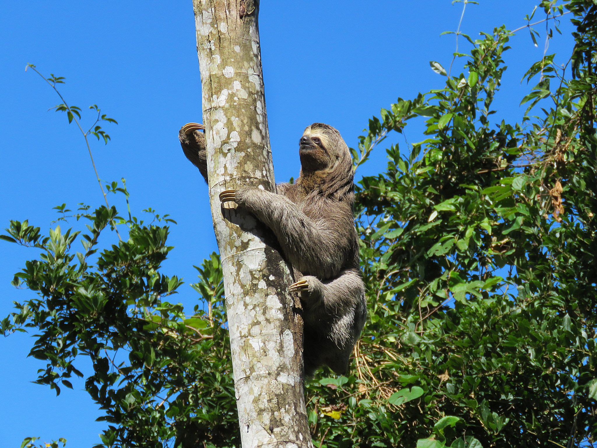 Os 10 animais mais lentos do mundo